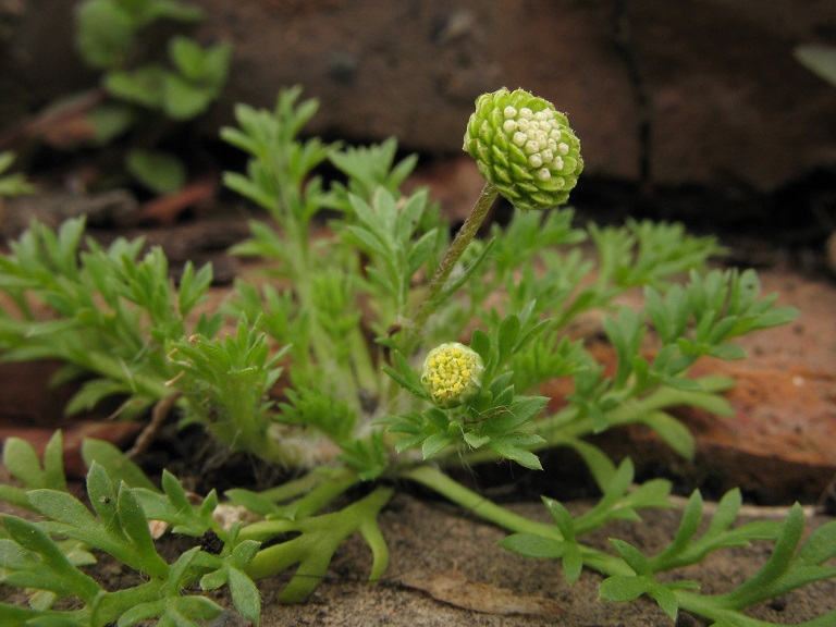 Biodiversidad y Conservación: La flora silvestre de Bogotá