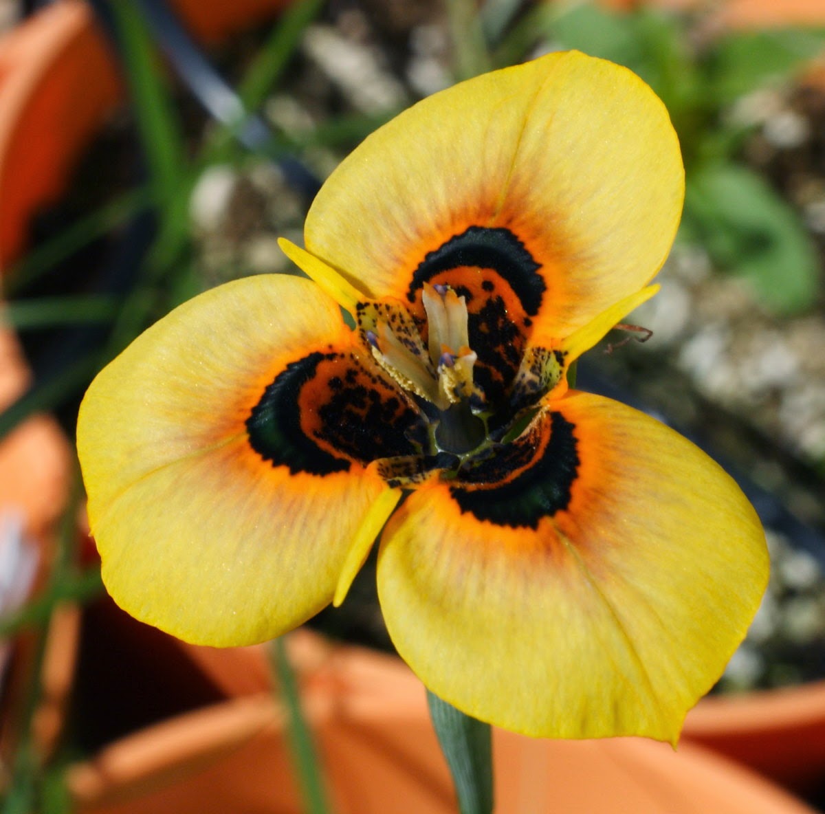 Growing Cool Plants: Moraea MM 10-04