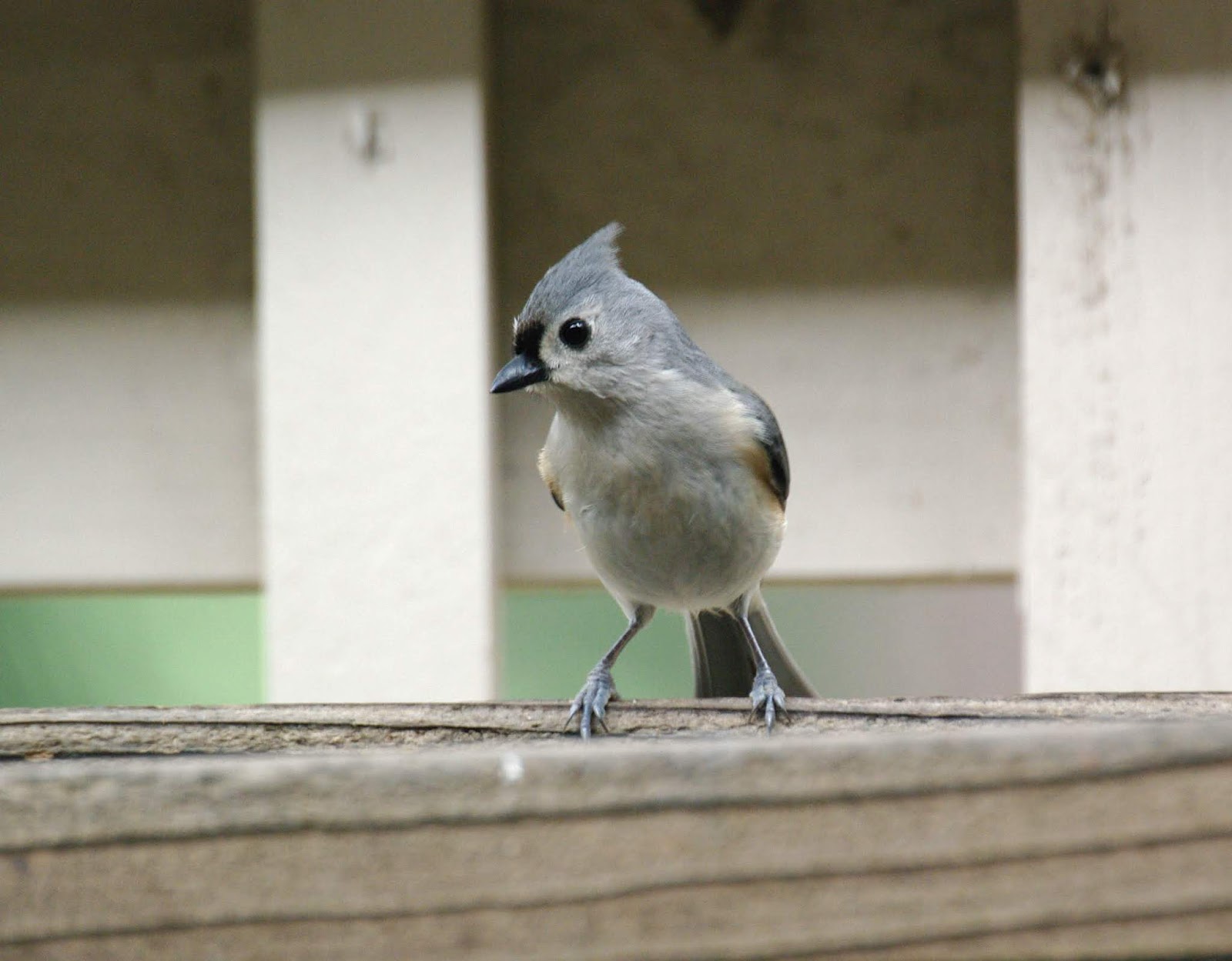 Bev's Nature Blog: Tufted Titmouse - A Chickadee Ally
