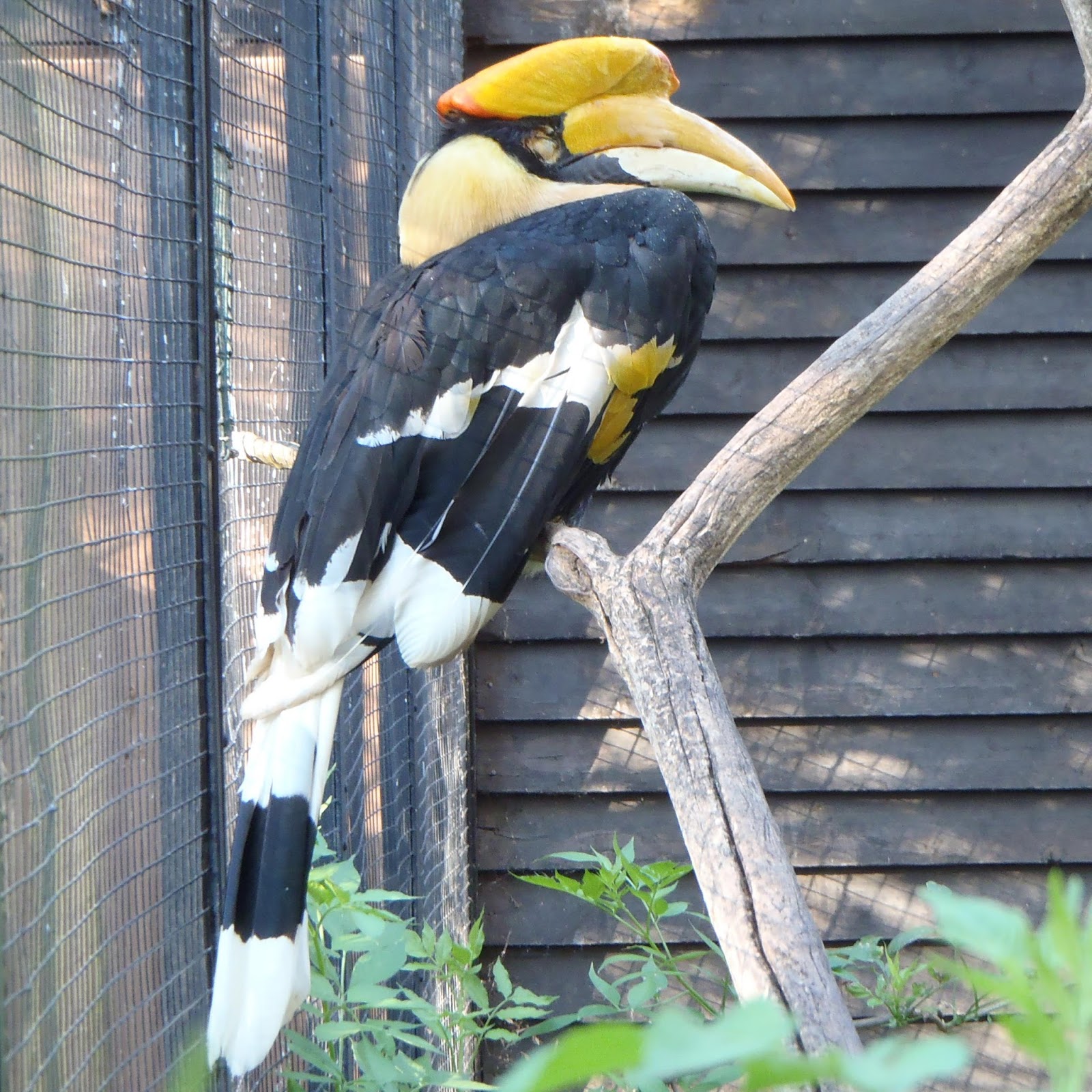 pan-Aves: Dinosauři v Zoo Praha, díl 3. – Afroaves