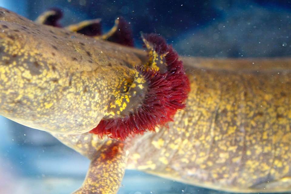 Herpedex: All the Herps I Have Seen In The Wild: Mudpuppies of Cook ...