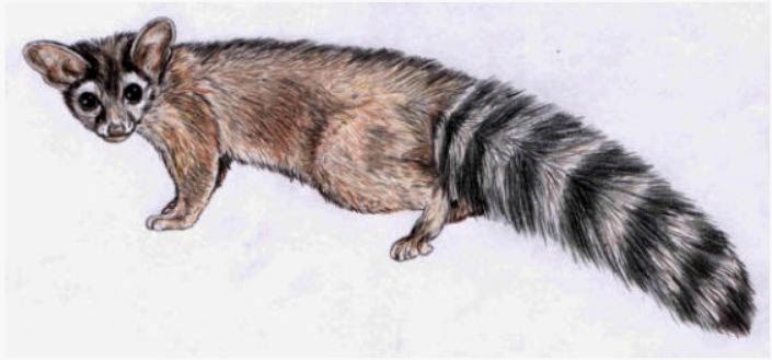 Endemismos en México: Proyecto EspeciesEndemicas