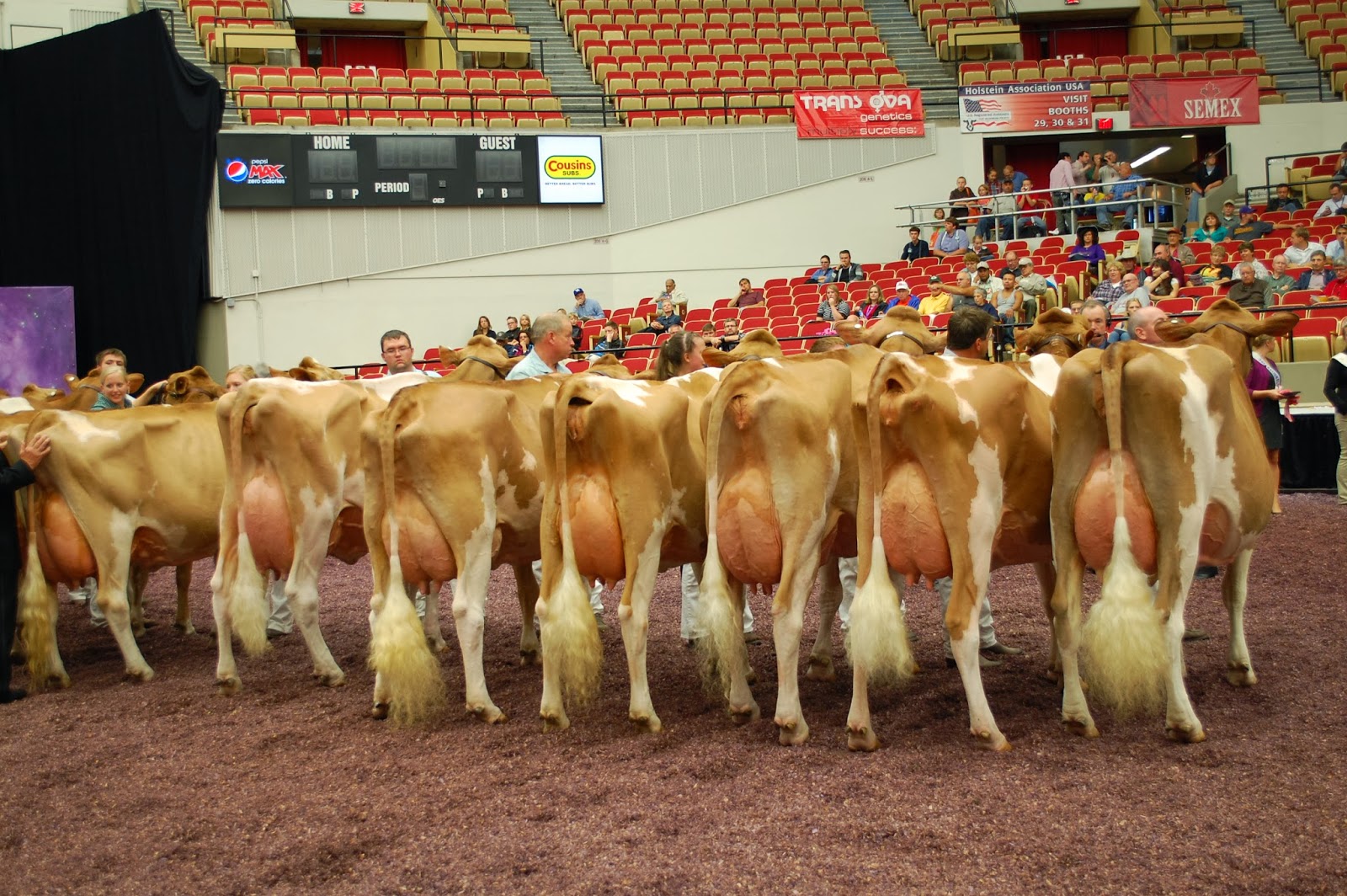 NEWS: NGS-Madison Cow Show
