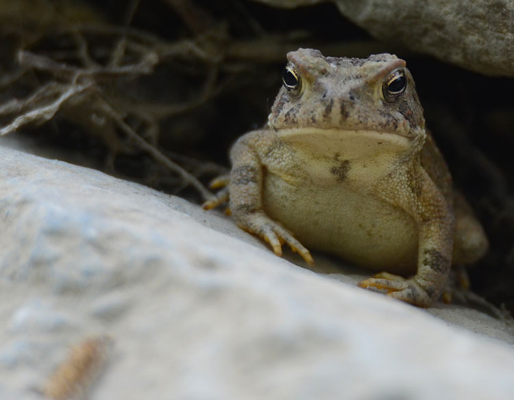Red and the Peanut: A Fowler's Toad in a clearing along the Little ...
