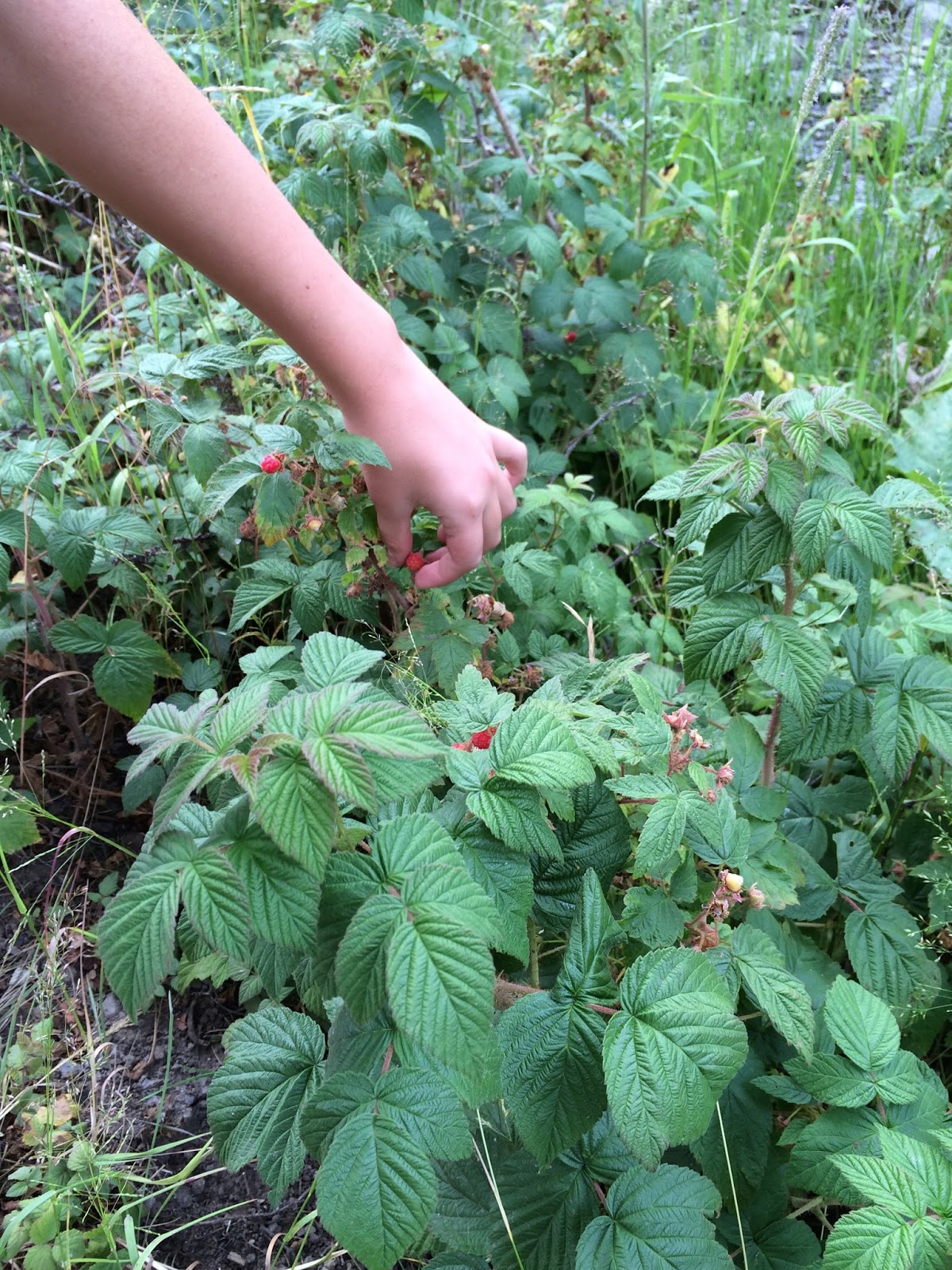 Carful of Kids: The Old West Cookout at Roosevelt Lodge
