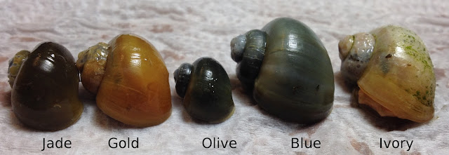 Swamp Rat Tracks: Mystery Snail Colors