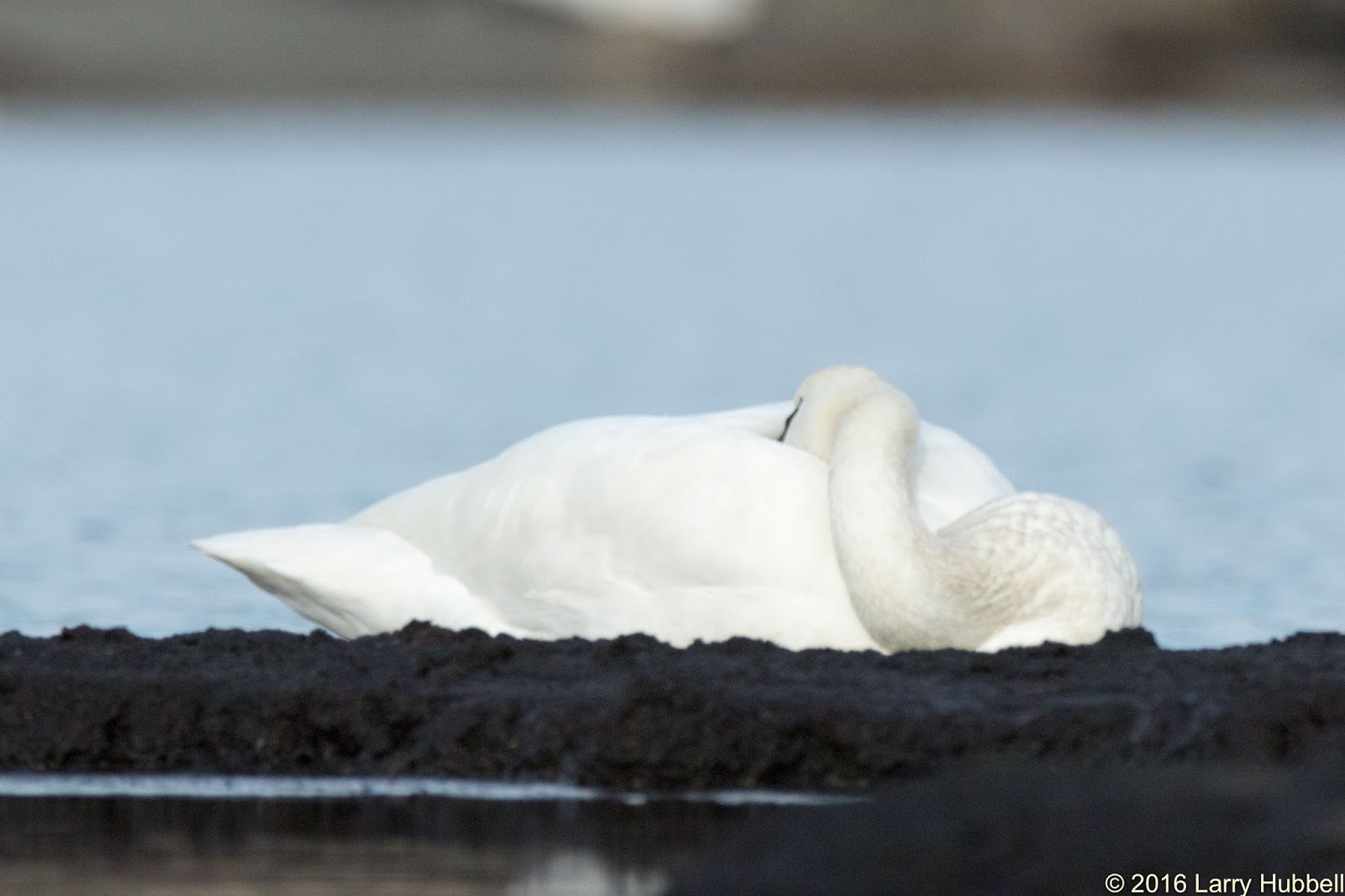 Union Bay Watch : The World's Largest Swans