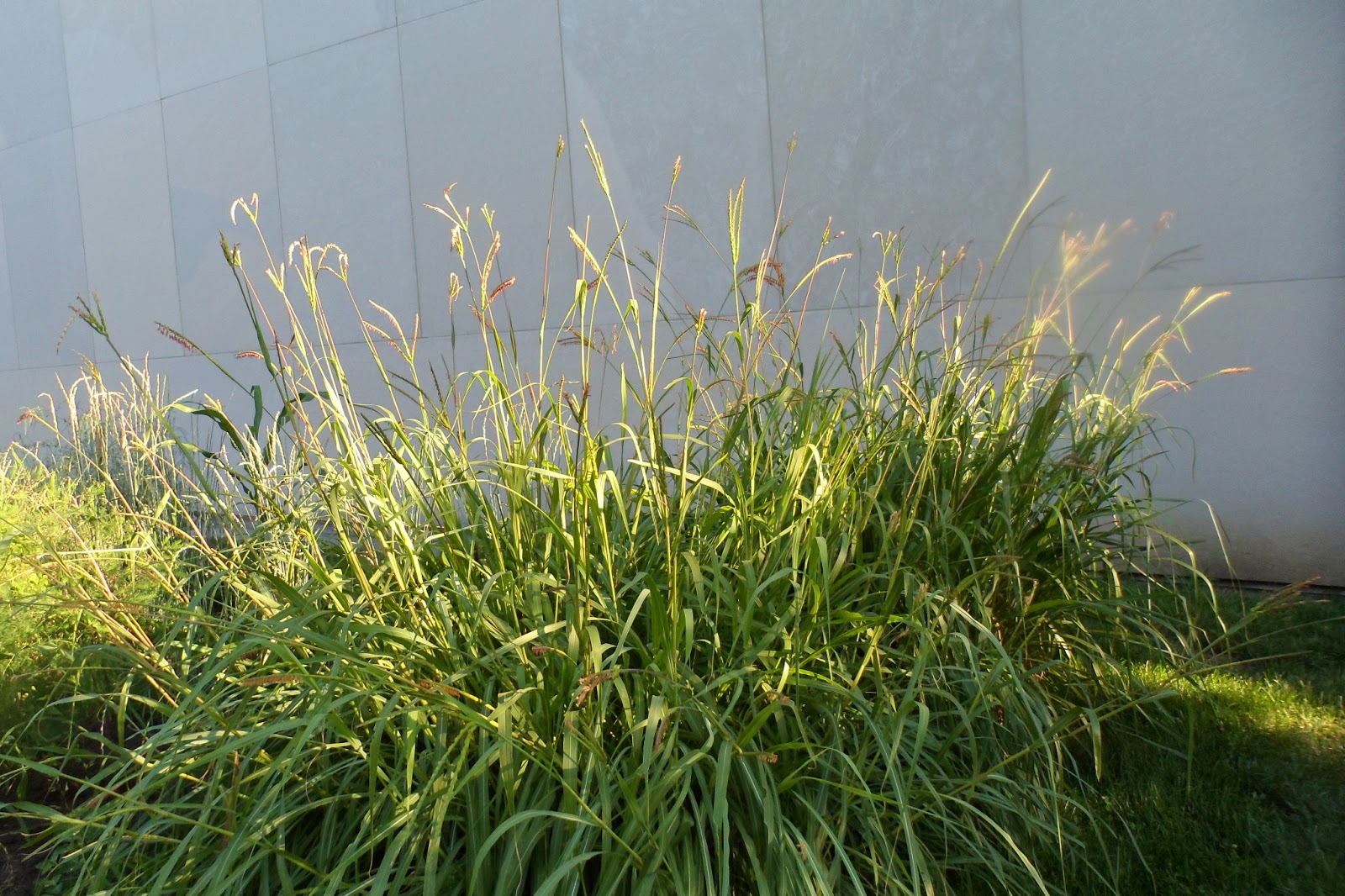 The Perennial Agriculturalist: eastern gamagrass mid-season