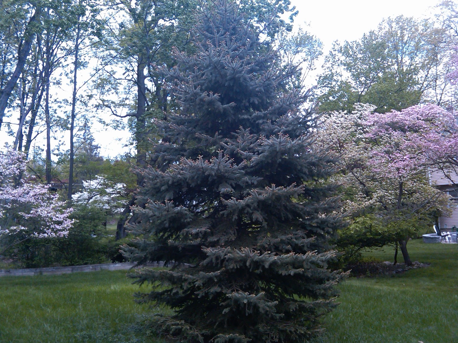 Backyard Birding...And Beyond: The World According to Spruce