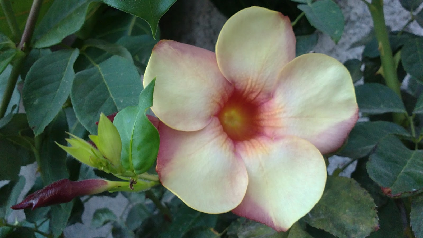 In A Costa Tropical Garden: Allamanda Chocolate cream......