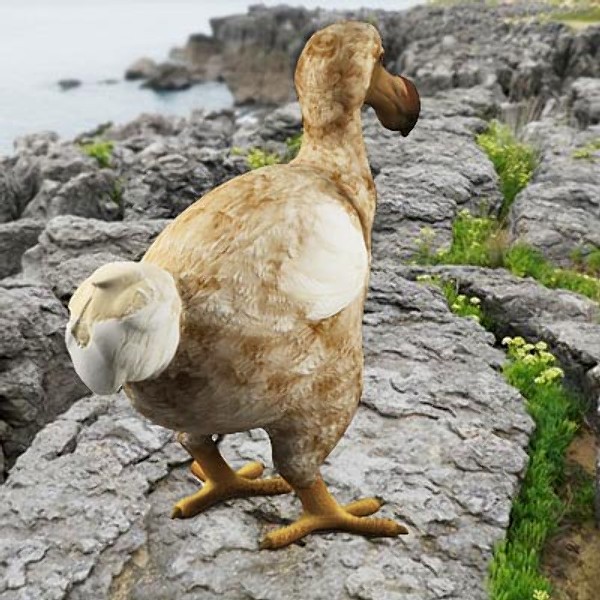 Ye Olde Blogge: Love Letter To A Dodo Bird