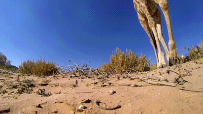 Blog de Sociales 1º ESO : PAISAJE TROPICAL (SABANA)