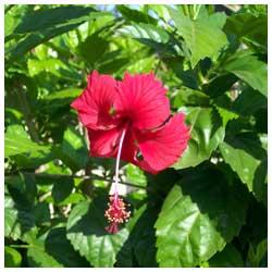 Home Medicine - Dasavala ( Hibiscus rosa-sinensis ) - HOME HEALTH