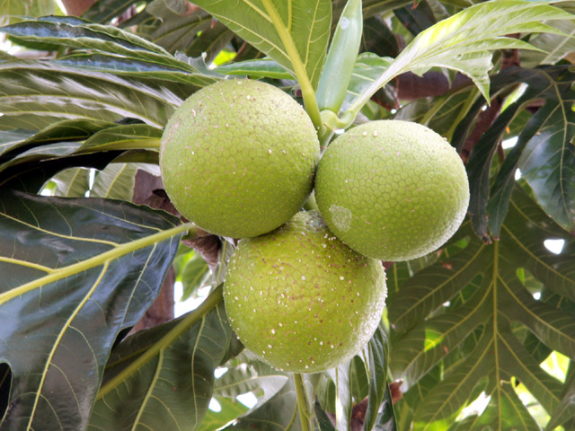 Runrol974: Arbre à pain Fruit à pain Flore, Fruit Île de La Réunion