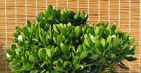 Pokok Hiasan Dalam Rumah Tetap Cantik Dan Segar |MyRokan