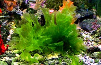 Selada Laut, Sang Penghuni Lautan Dangkal Dunia | RE Tawon