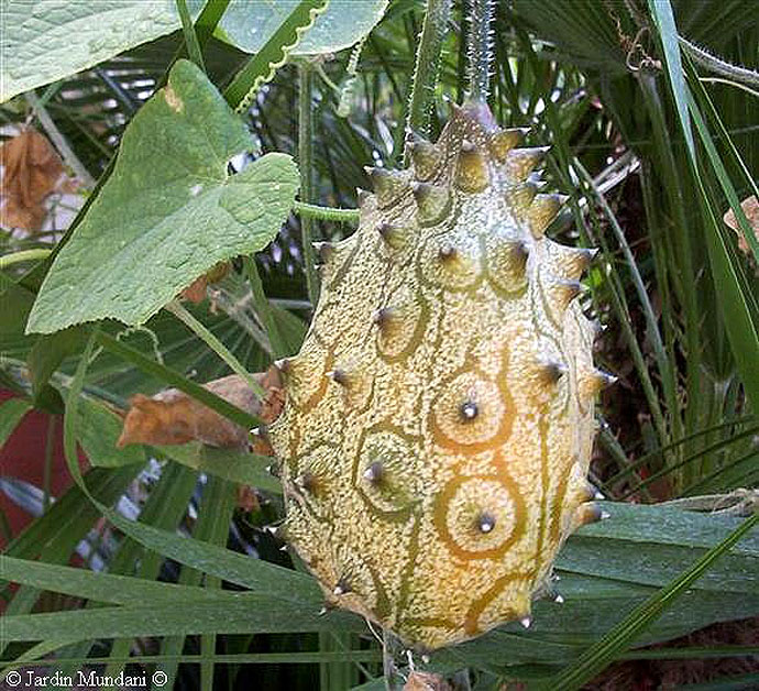 ANGELA Y MAS HERBOLARIO Las cualidades de las plantas: Kiwano (Melón De ...
