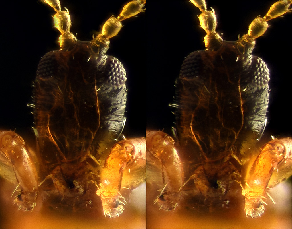 ムシをデザインしたのはダレ？: 笹と鞘の隙間 / その驚く光景 -その5-