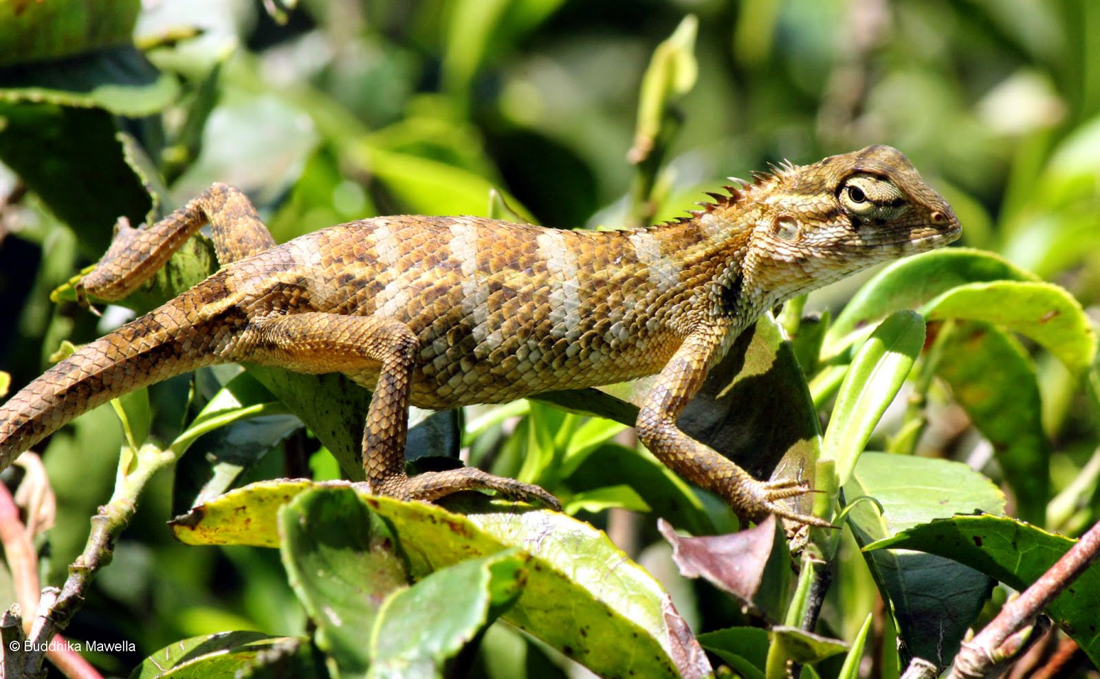 Lanka Nature Summary: Oriental Garden Lizard (Calotes versicolor)