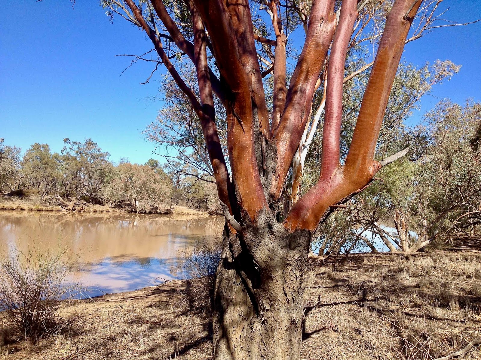 Avithera: Currawinya National Park Queensland