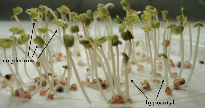 wintergreens: Germination: cotyledons and true leaves
