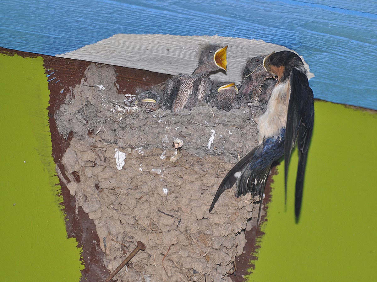 Northwest Nature Notes: FROM CAVES TO BARNS