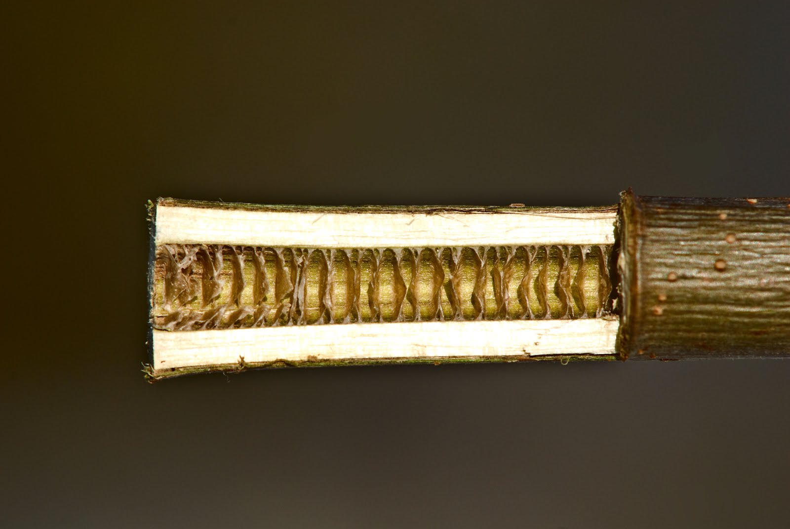 Indiana Plant A Day: Black Walnut