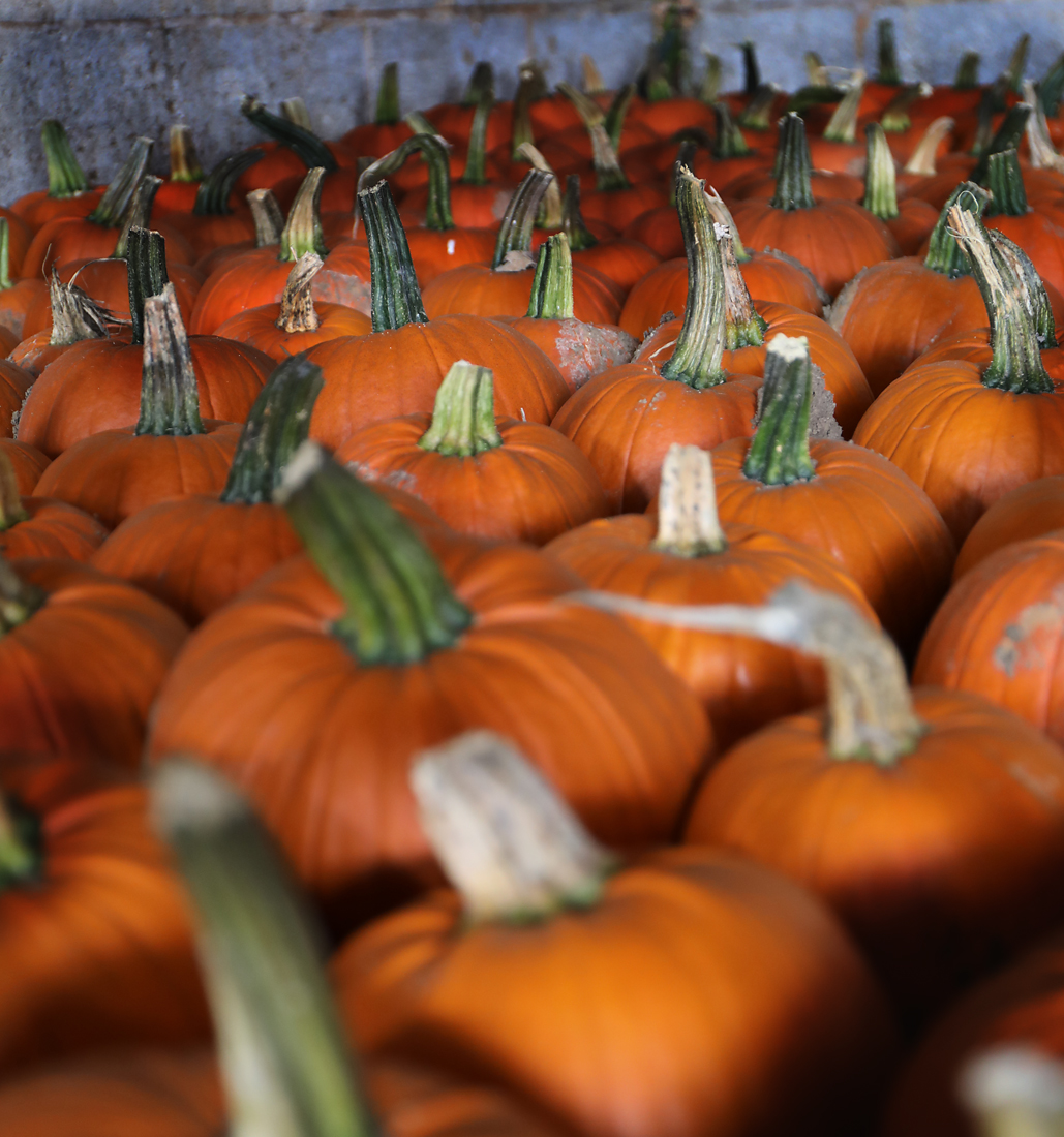 Pumpkin Perfection | Janice Issitt Life and Style