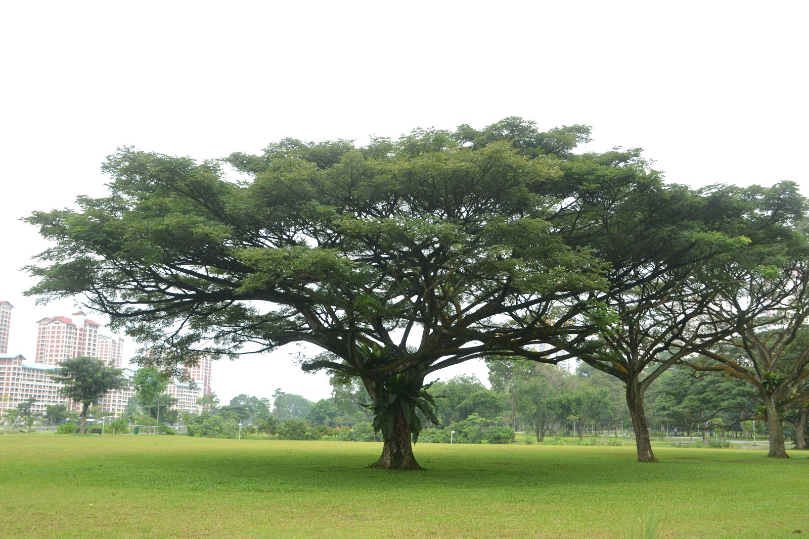 Riverine Parks: Samanea saman