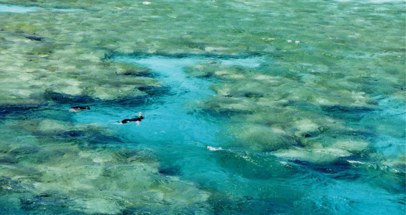 elioarte: Guida ai pesci sul Mar Rosso o alle Maldive