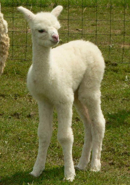 Alpacas...Fiber, Show and Breed Stock: The crias are coming...the crias ...