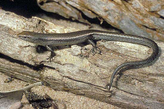 Edge of the Hills: Tale of Two Skinks