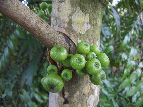 KAJIAN LUBAI: Pohon Ara