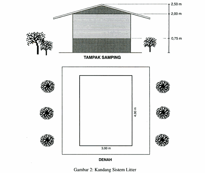 Ternak Ayam Kampung Lombok: Ukuran Denah Kapasitas Kandang Ayam Kampung