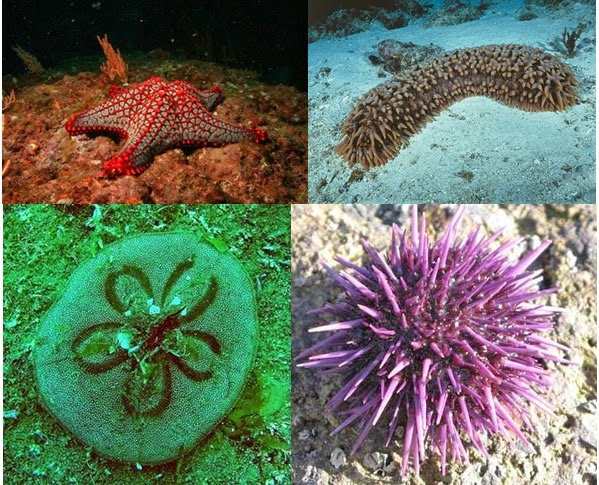 Métodos y técnicas de estudio de animales : Equinodermos