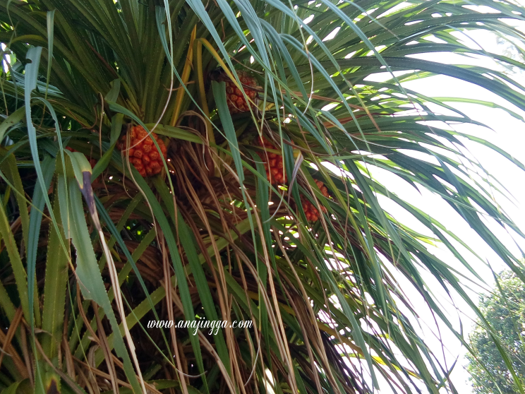 Kenali Pokok Mengkuang