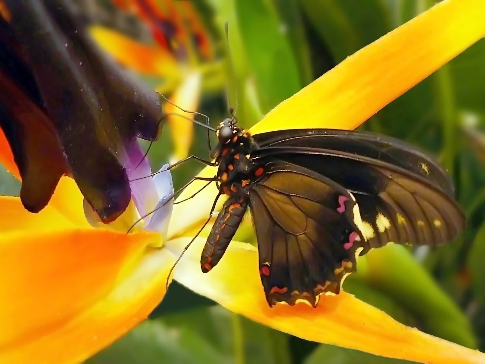 gli insetti: Farfalla