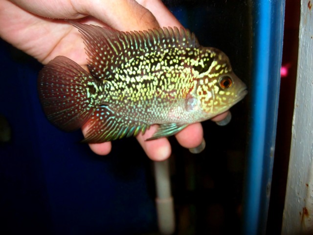 Flowerhorn The Hybrid Cichlids: King Kamfa and Kamfa