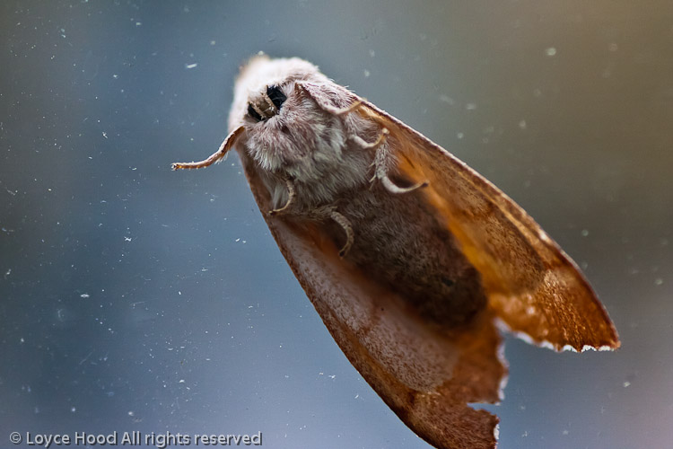 Photo of the Day: Eastern Tent Caterpillar Moth