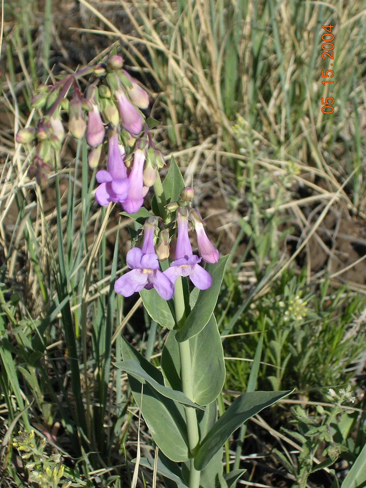 What's Blooming on Green Mountain: Wildflower Hike