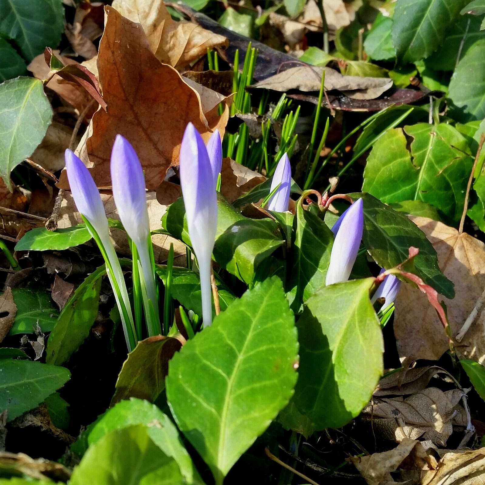 A Rose in the Garden