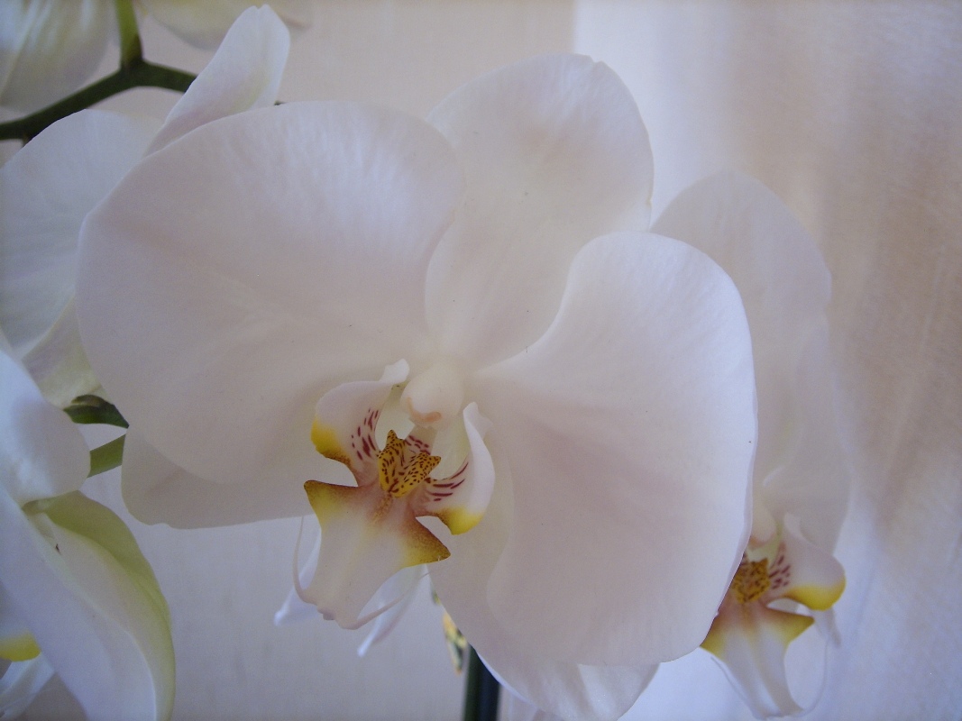 Annela lilleaed: Kuukingade nimetud hübriidid meie kaubandusest