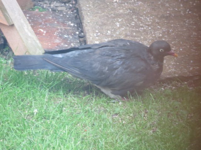 Barnsley Bird Sightings: Melanistic Wood Pigeons?