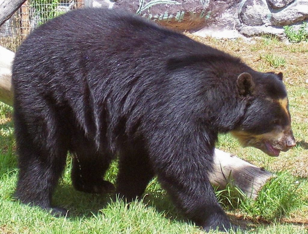 Musings on the Wild: Why are there barely any bears in Africa?