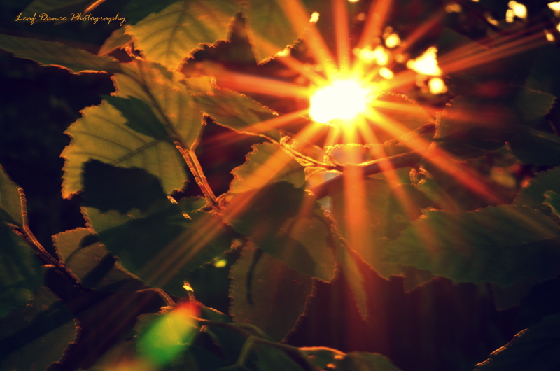 Leaf Dance Photography: Sun-star, Starry Sun, Sunny Stars... and a bit ...