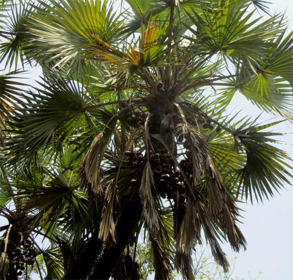 Nandanvan: Branched palm, Ravan taad, Doum palm (Hyphaene dichotoma)