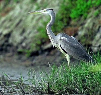 Pasiunea Pescuitului: Starcul Cenusiu