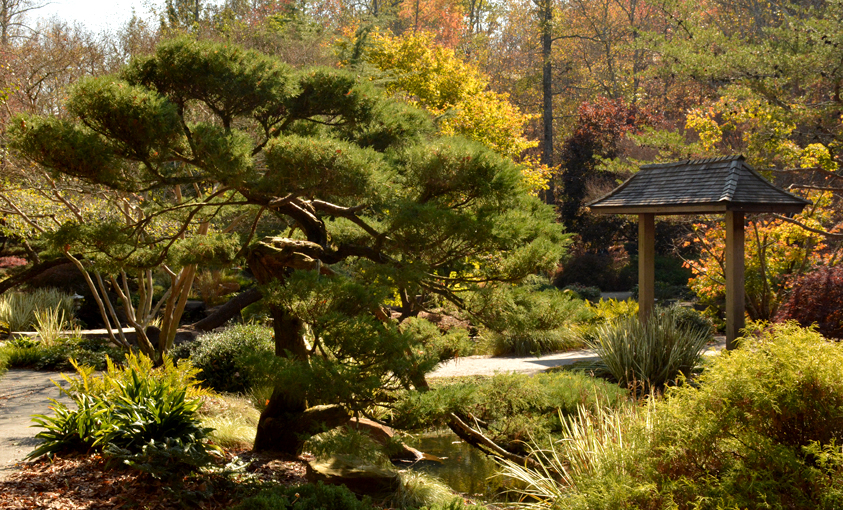 wanderlust ATLANTA: Japanese Maple Tree Festival 2016