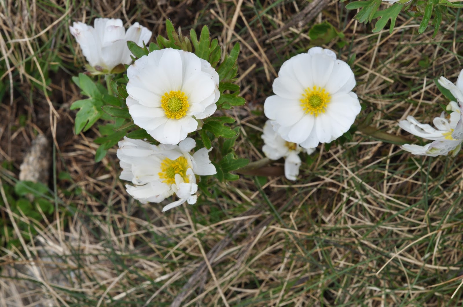 Alpine Garden Society Victorian Group: Kosciusko Alpine Plants.