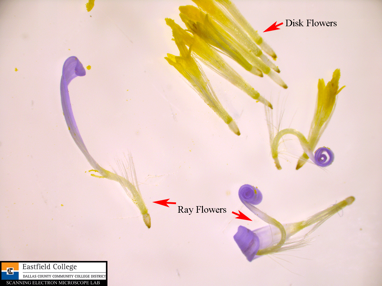 Scanning Electron Microscope Blog: My Favorite Harbinger of Fall